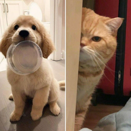 Cat or Dog Person เราเป็นคนไทป์ไหน? รู้จักบุคลิกภาพของตัวเองจากสัตว์ ...